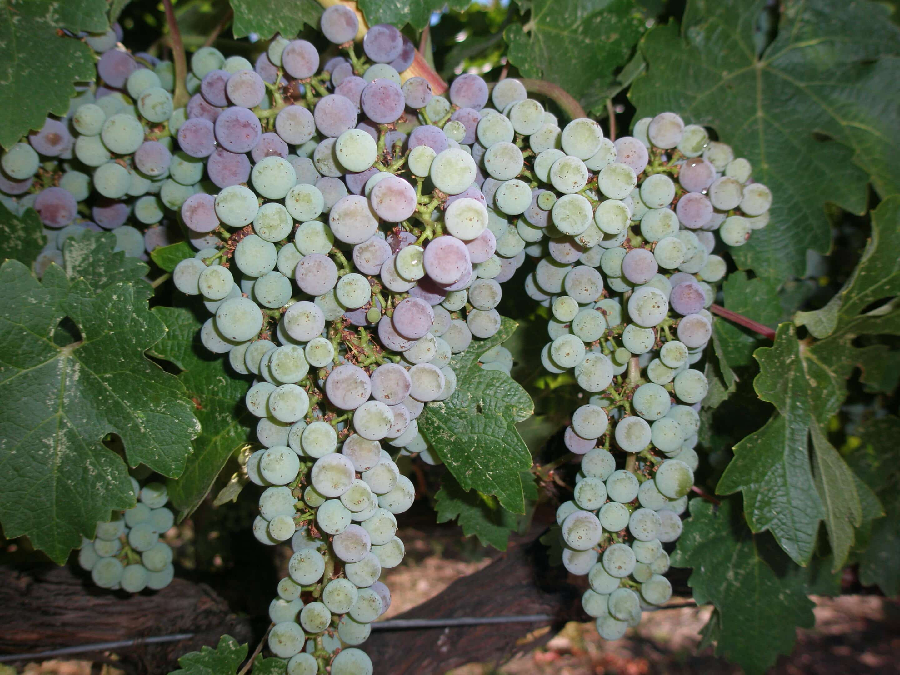 Smoke Taint on Young Grapes - Scott Harvey Wines